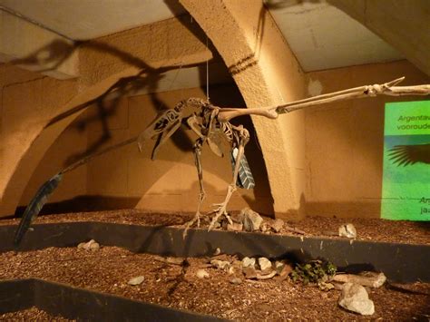 Argentavis Fossil