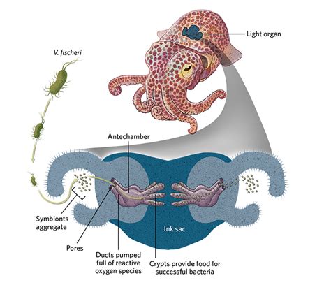 Infographic Symbiotic Organs Bring Hosts And Microbes Closer The Scientist