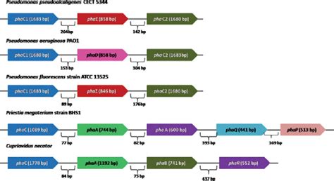 4 Organization Of Pha Synthesizing Genes In Genomes Of Different Download Scientific Diagram