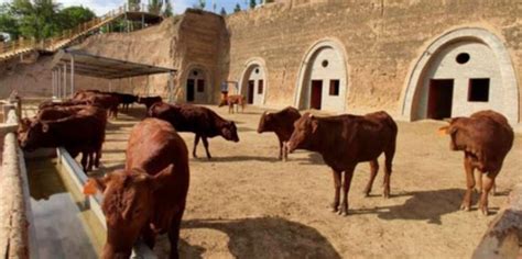 “窑洞养牛”成高考大题 “参考答案”就在甘肃凤凰网甘肃凤凰网