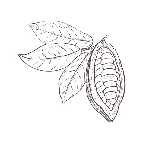 Premium Vector Vector Illustration Set Of Cocoa Leaves And Opened Raw Unpeeled Bean Pod Black