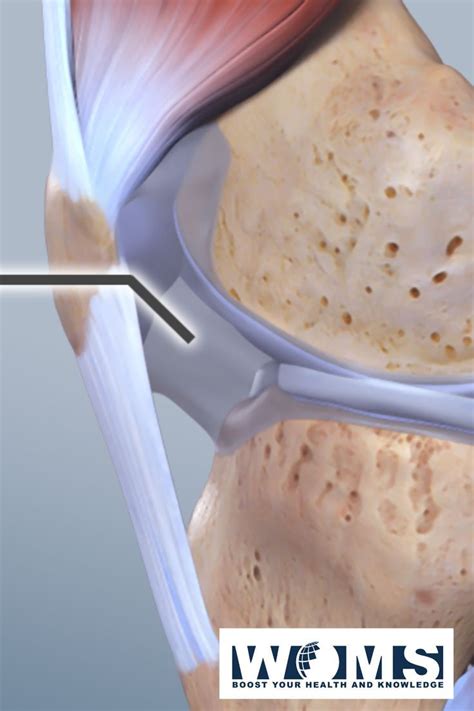 What Is The Synovial Membrane