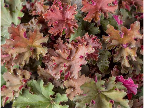 гейхера Rex Red