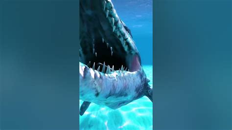 The Food Chain In The Ocean 바다속 먹이사슬 물고기 상어 Shark Sea 바다 Youtube