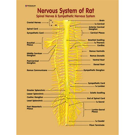 Chart No 176 Nervous System Of Rat Gabaedu