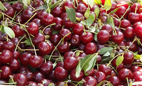 줄기와 잎으로 잘 익은 체리 더미를 닫습니다 신선한 빨간 체리의 큰 컬렉션 잘 익은 체리 배경 0명에 대한 스톡 사진 및 기타 이미지 Istock