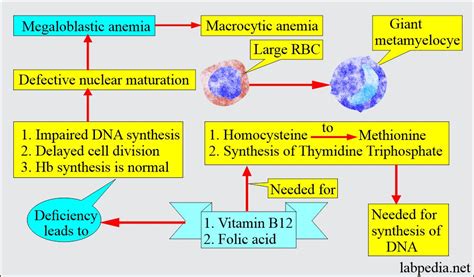 Lab Tests For Macrocytic Anemia At Carol Sorrels Blog