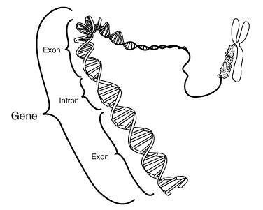 Genes Biologia e Genética InfoEscola Genes Biologia e Genética InfoEscola