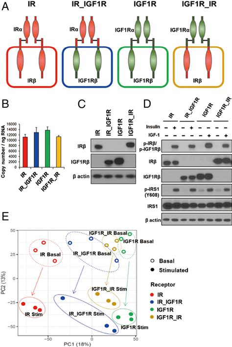 Figure 1 From Distinct Signaling By Insulin And Igf 1 Receptors And Their Extra And
