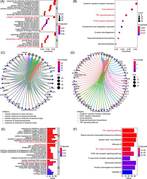 Os Potentially Regulates Tnfnf‐κb Signaling Based On Rna‐seq Analyses