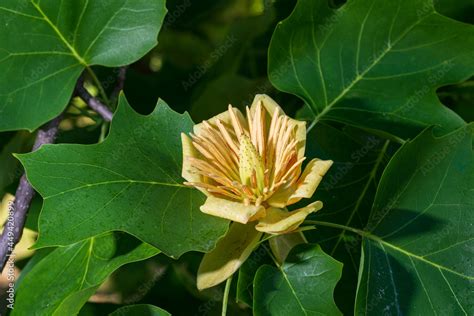 Liriodendron Tulipifera Known As The Tulip Tree American Tulip Tree