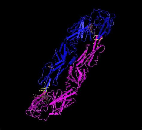Structure Of Dengue Virus Envelope Glycoprotein E Protein Is A