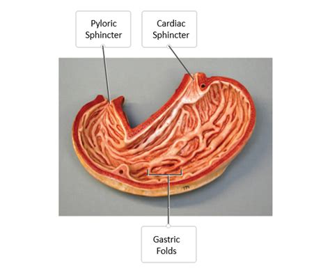 Cardiac Sphincter Visible Body