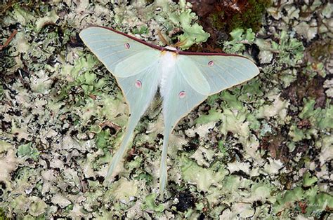120527 南投 小風口 姬長尾水青蛾 Actias Neidhoederi Ong And Yu 1968 Mal Flickr