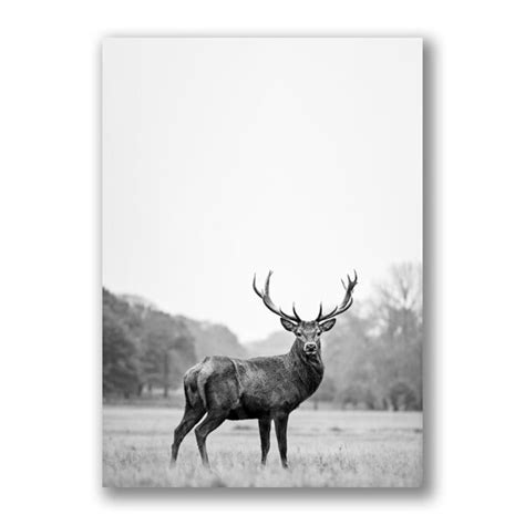 Deer Black White Photography Poster Print Modern A Vicedeal