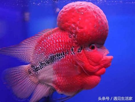 養魚磚家指導怎樣養好羅漢魚如何讓羅漢魚起頭 每日頭條