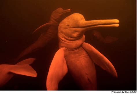 Something About This Picture Of River Dolphins Creeps Me Out