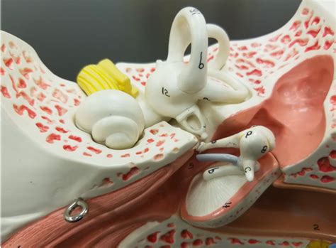 Ear 2 Lab Practical 3 Diagram Quizlet