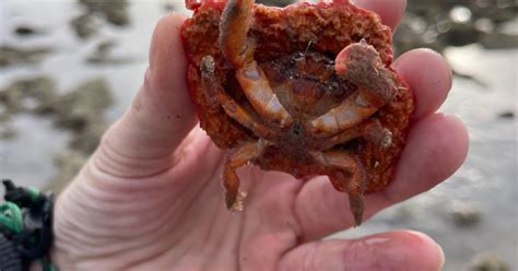 Some Cool Intertidal Organisms