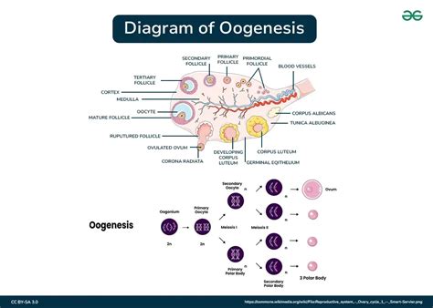 Diagram Of Oogenesis Geeksforgeeks
