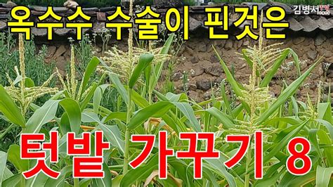 텃밭 텃밭가꾸기 텃밭만들기 텃밭농사 양파 고추 가지 옥수수 호박 오이 감자 옥수수 수술 정구지 부추 Vegetable