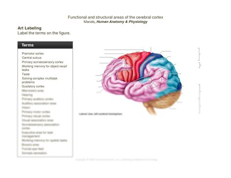 Primary Gustatory Cortex