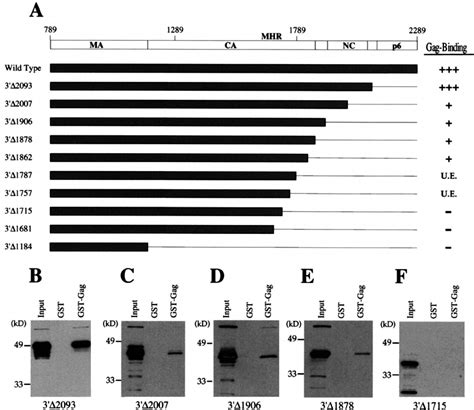 Interaction Of Hiv 1 Gag Polyprotein Carboxyl Terminal Deletion Mutants