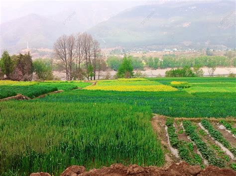 산과 들 산 나무 수목 배경 일러스트 및 사진 무료 다운로드 Pngtree