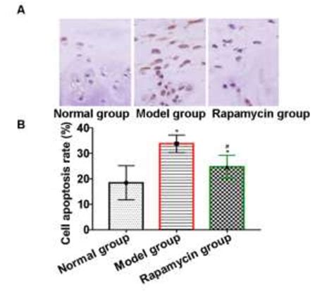Cell Apoptosis Rate In Each Group A Apoptotic Cells Detected Via