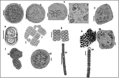 1 2 Aphanothece Cf Conglomerate 3 Aphanothece Cf Variabilis 4