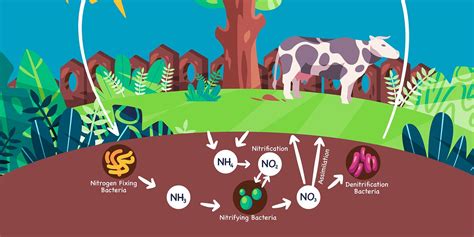 13 The Physics Of Nutrient Optimization In Precision Agriculture