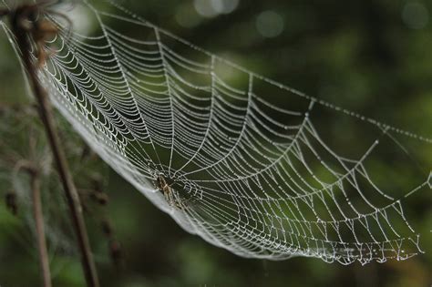 거미줄 이슬 거미 Pixabay의 무료 사진