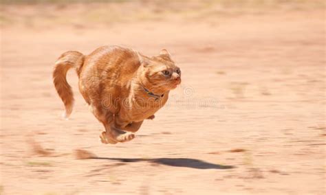 Orange Tabby Cat Running Full Speed Stock Image Image Of Funny