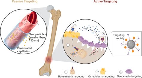 The Scheme Of Bone Targeted Strategies Passive Targeting Strategy By Download Scientific
