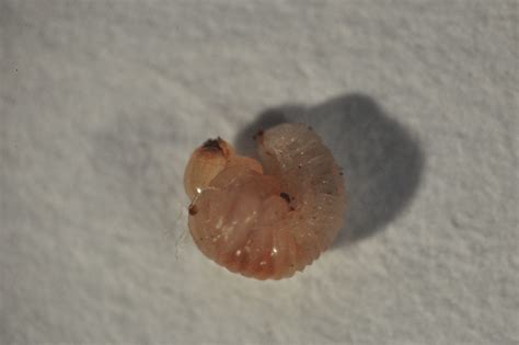 Anyone Knows Which Coleopteran Species Belongs This Larva Researchgate
