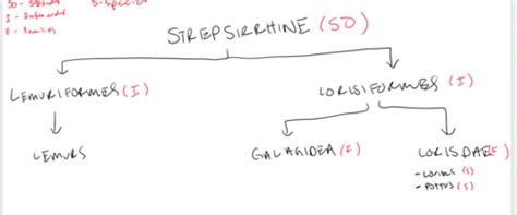 Anth 201 M2 Ss1 Primate Taxonomy Notes Flashcards Quizlet