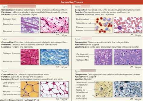 Connective Tissues Diagram Quizlet