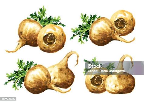 마카 뿌리 또는 페루 인삼 세트 유기농 야채 슈퍼 푸드 흰색 배경에 격리 된 수채화 손으로 그린 그림 마카 허브에 대한 스톡 벡터 아트 및 기타 이미지 Istock