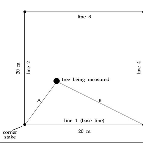 Measuring Tree Diameter At Breast Height Download Scientific Diagram