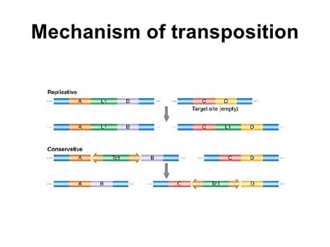 Bacterial Transposons