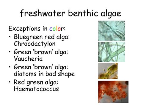 Ppt How To Know The Freshwater Benthic Algae Powerpoint Presentation Id 5323914