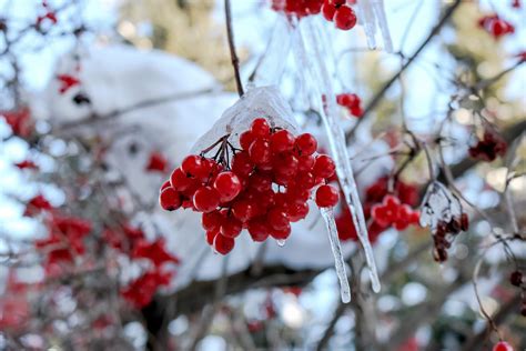 Free Images Tree Nature Branch Blossom Snow Cold Winter Plant