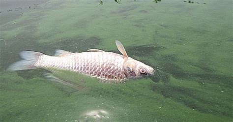 녹조 퍼진 낙동강에 죽어있는 물고기