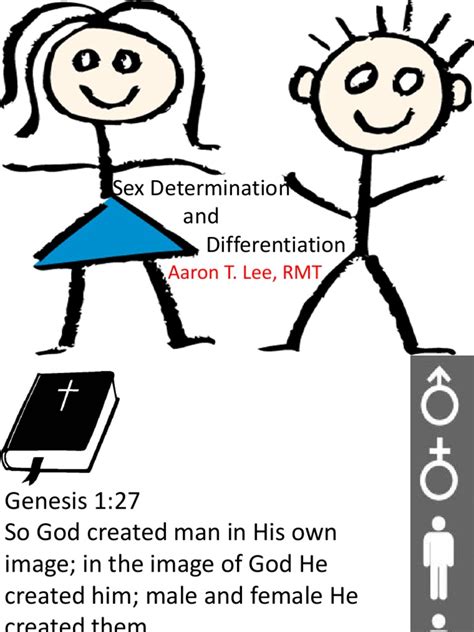 Sex Determination And Differentiation Download Free Pdf Sex Organ