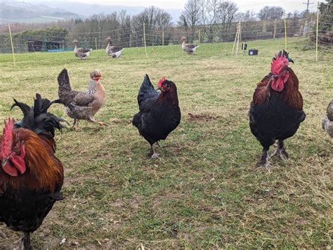 Lynhall Orpingtons Added A New Photo Lynhall Orpingtons