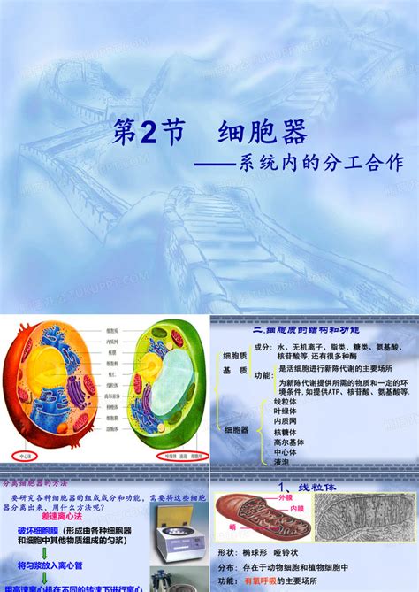 细胞器——系统内的分工合作ppt模板下载 编号lzbnpzpx 熊猫办公