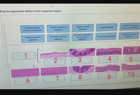 Solved Please Label Each One Drag The Appropriate Labels To Their Course Hero