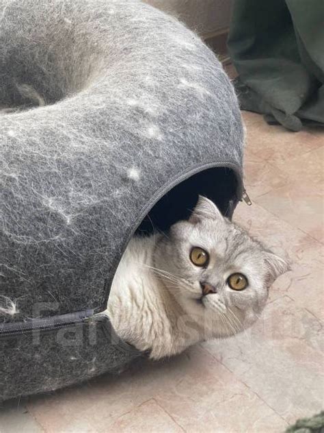 Шотландский вислоухий кот в наличии Цена 4 000₽ во Владивостоке