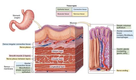 4 Regions Of The Stomach