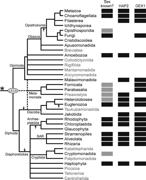 Sex Is A Ubiquitous Ancient And Inherent Attribute Of Eukaryotic Life